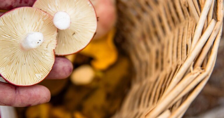 Najlepsze miejsca na grzyby wokół Wrocławia w 2025 roku – odkryj grzybobranie na Dolnym Śląsku ...